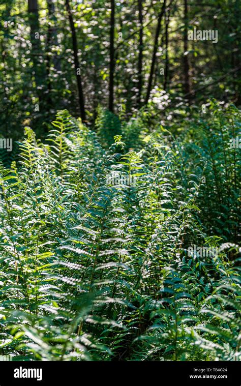 Foliage Leaf Grass Texture In Green Sunny Summer Time Nature