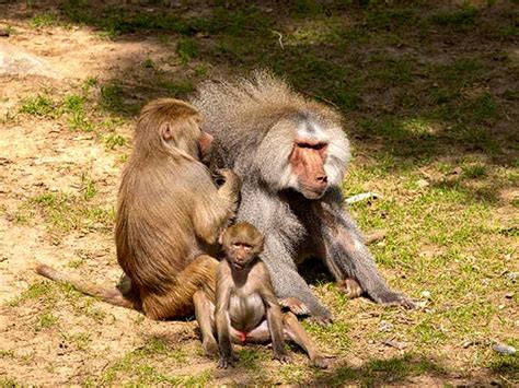 After Renovation And Redesign The Baboon Habitat Reopens North