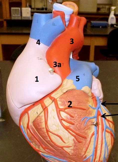 Heart Anatomy Diagram Quizlet