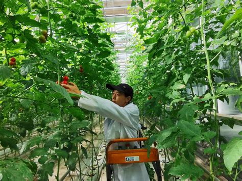 近36万亩戈壁农业带来了什么——甘肃戈壁节水生态农业发展调查 手机新浪网