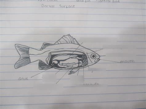 Perch Dissection Lab Questions At Martha Holt Blog