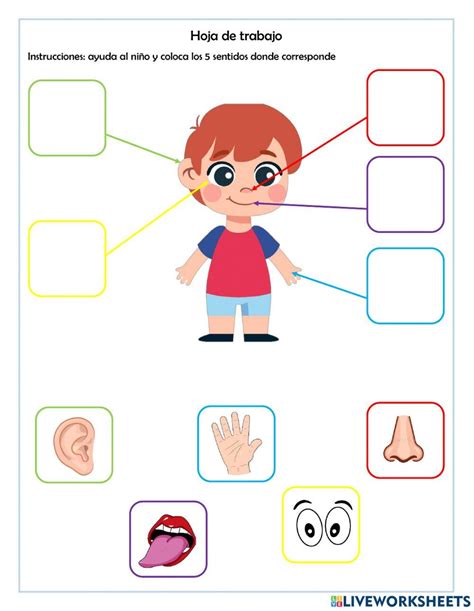 Los 5 Sentidos Free Interactive Worksheets 2838532