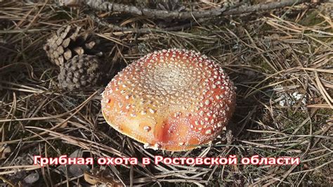 Грибная охота в Ростовской области - YouTube