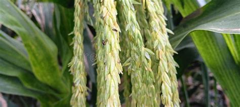 Corn Tassel And Green Leaves With Tiny Insects Close Up Of Maize Plant