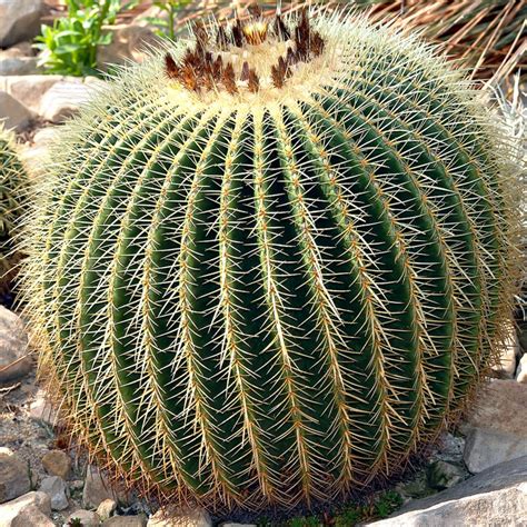 Plantas Del Desierto Nombres Y Adaptaciones Con Imagenes