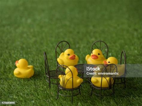 한의 자 빈 테이블 주변의 자에 앉아 5 노란색 고무 오리와 도망 한 오리의 그룹 현장 인공 잔디에 설정 합니다 개념에 대한 스톡 사진 및 기타 이미지 Istock
