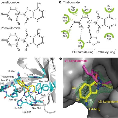Molecular Model Of Imid Function A Thalidomide Binds To Crbn At The