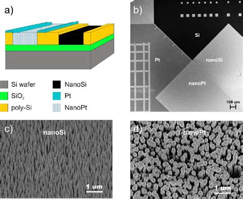 A Schematic Cross Sectional View Of An In Vitro Test Chip B Sem