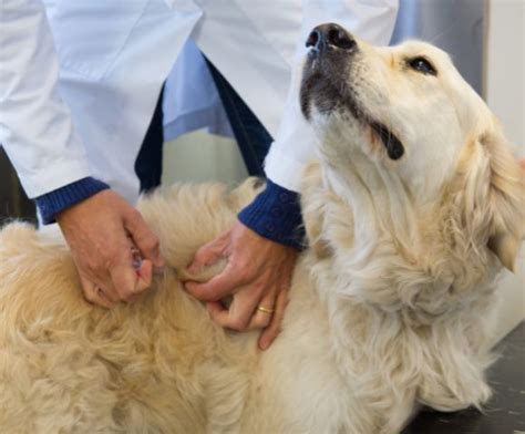 Vaccinations Titre Testing Bangalow Vets