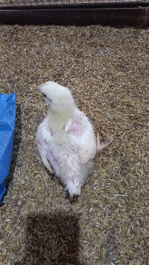 Ayam Sample Instance Segmentation Dataset By Ayam Check