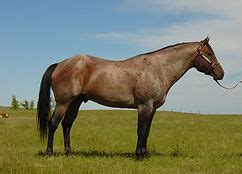 Lazy JS Ranch Stallions