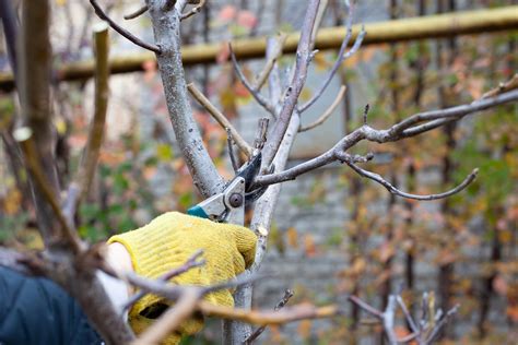 3 Benefits Of Pruning Your Trees In The Fall