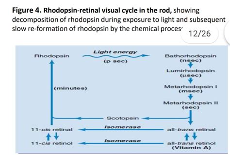 [solved] Explain In Detail Each And Every Rhodopsin Retinal Visual Cycle Course Hero