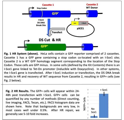 Mouse 3t3 Cell Based Kit For Interrogating Hr Dna Repair Using I Sce1 Dna Repair Kits