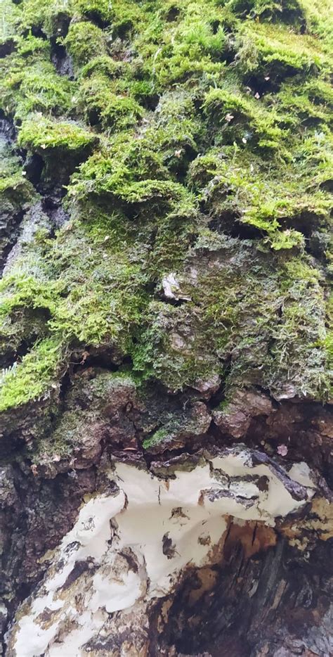 Tree Bark Moss Texture