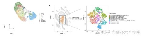 单细胞实战之亚细胞分群之cd4 T细胞分群——从入门到进阶 中级篇2） 知乎