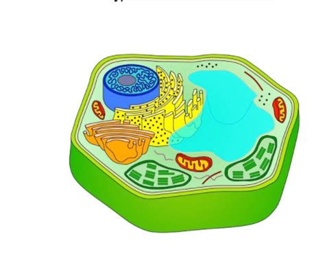 Ib Biology Eukaryotic Plant Cell Cell Diagram Quizlet