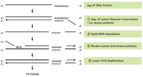 Cdna Cloning Kits Life Science Products Laboratory Chemicals