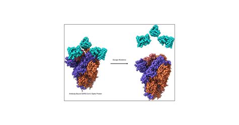 Sars Cov 2 Spike Protein Mutations And Escape From Antibodies A Computational Model Of Epitope