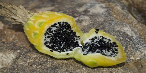 Types Of Barrel Cactus Everything You Need To Know Planet Desert