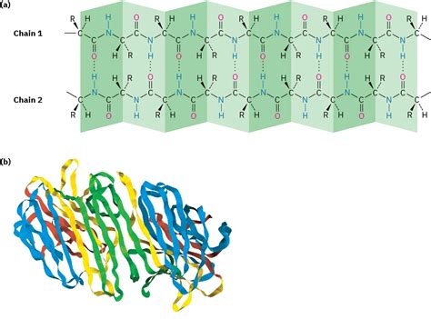 26 9 Protein Structure Organic Chemistry Openstax