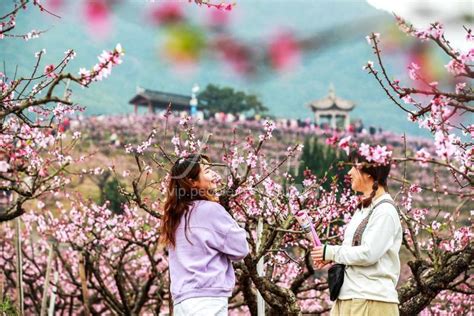 浙江奉化：桃花盛开 游客满园 人民图片网