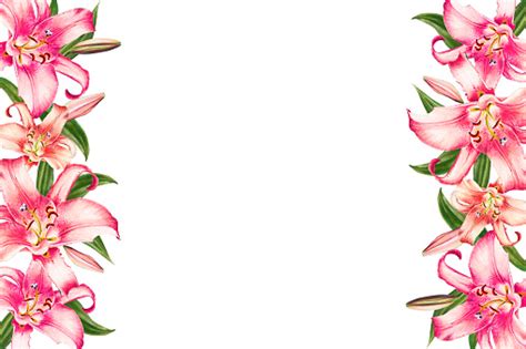 아름 다운 핑크 백합 테두리 프레임입니다 꽃다발 플로럴 프린트 마커 그리기 0명에 대한 스톡 벡터 아트 및 기타 이미지 0명 개화기 결혼식 Istock