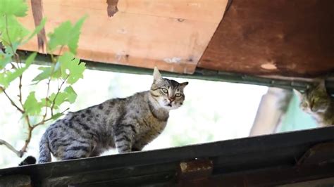 კატების ჩხუბი Youtube