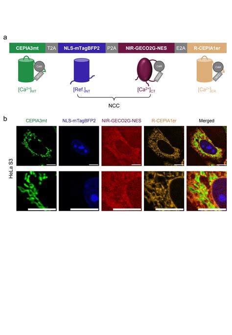 A Quad Cistronic Fluorescent Biosensor System For Real Time Detection Of Subcellular Ca²