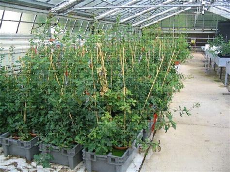 Example Of The Experimental Procedure For QTL Detection Of Download Scientific Diagram