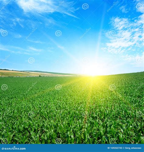 Bright Sunset Over Corn Field Stock Image Image Of Daybreak Meadow