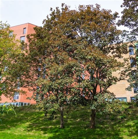 Sycamore University Of Salford