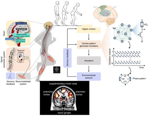The Neuroscience Of Motor Control Optimal To Pathologic Motor