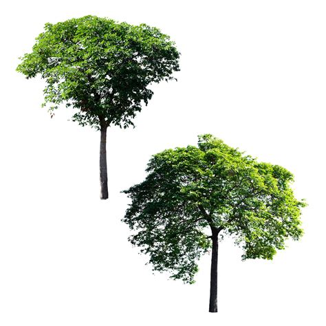Download Tree Green Park Royalty Free Stock Illustration Image Pixabay