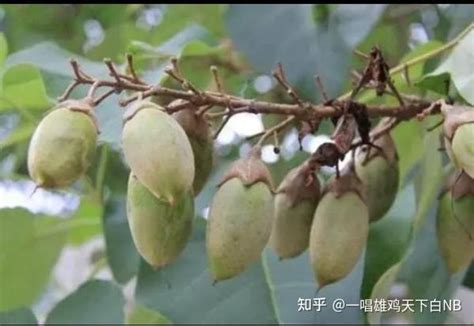 如何区分紫花泡桐与白花泡桐 知乎