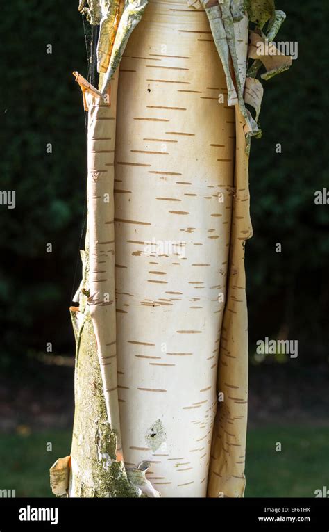 Peeling Bark On Silver Birch Tree In Autumnc Stock Photo 78194310 Alamy