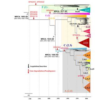 Time Calibrated Bayesian Phylogeny Phylogenetic Tree Showing The