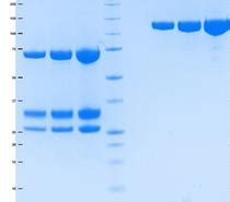 Human Complement C4c From Active Bioscience