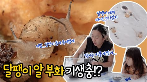 달팽이 알 부화했는데 기생충이 응애 벌레 달팽이 키우기 쉽지 않아 Youtube