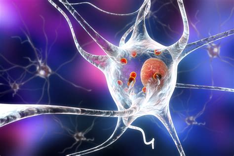 The Role Of Gut Microbiota In Alzheimers Disease Allergy And Asthma