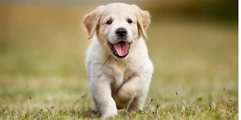 Кучето Моят най добър приятел