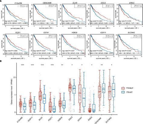 Construction Of Prognostic Features Of Ttn Mutation Degs In Lusc A