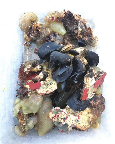 Photographs Of A Macrobenthos Sample Including Algae After Rinsing
