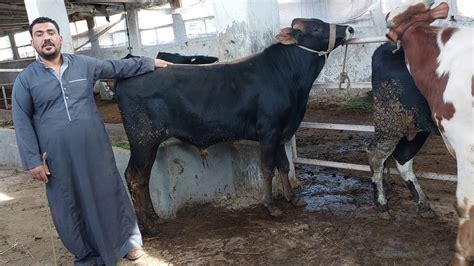 إنهيار في أسعار عجول الأضاحي من جديد أسطول عجول بقر والأسعار عندنا ومش