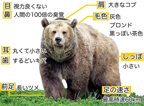 熊のつめのとくちょうの検索結果 Yahoo きっず検索