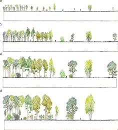 77 Photoshop Tree Elevation Ideas Photoshop Tree Landscape Architecture