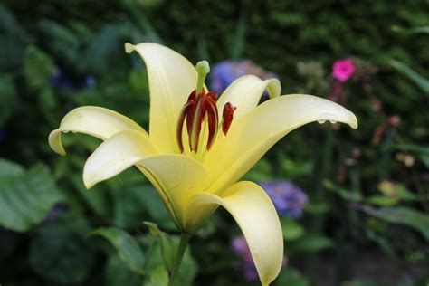 무료 이미지 자연 꽃잎 여름 식물학 노랑 닫기 플로라 노란 꽃 야생화 옥잠화 매크로 사진 꽃 피는 식물 육상 식물 새끼 사슴 백합