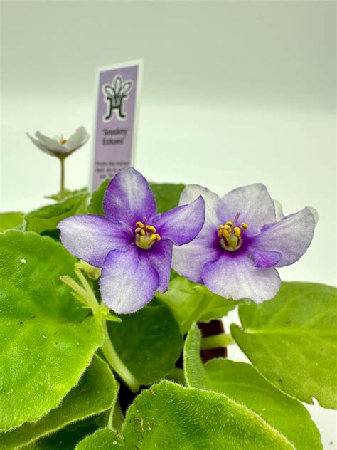Smokey Echoes Live African Violet 4 Heavenly Creation Nursery