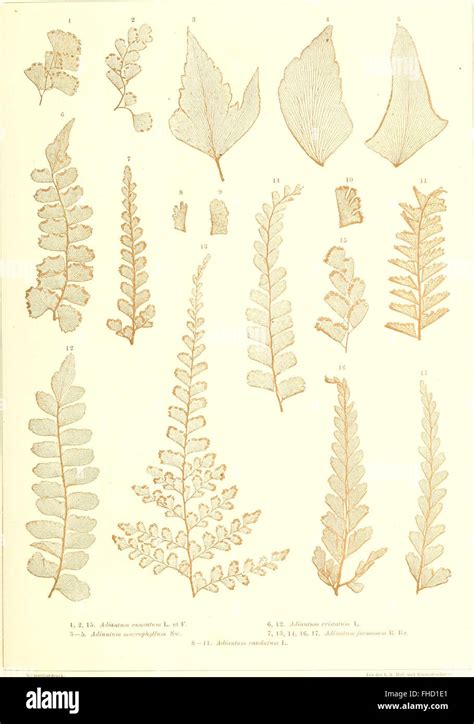 The Ferns Of The Present World Examination And Identification Of Fossilized Remains Of Ancient