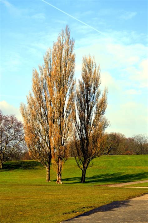 What Is A Lombardy Poplar Learn About Growing Lombardy Poplars In Landscapes Gardening Know How